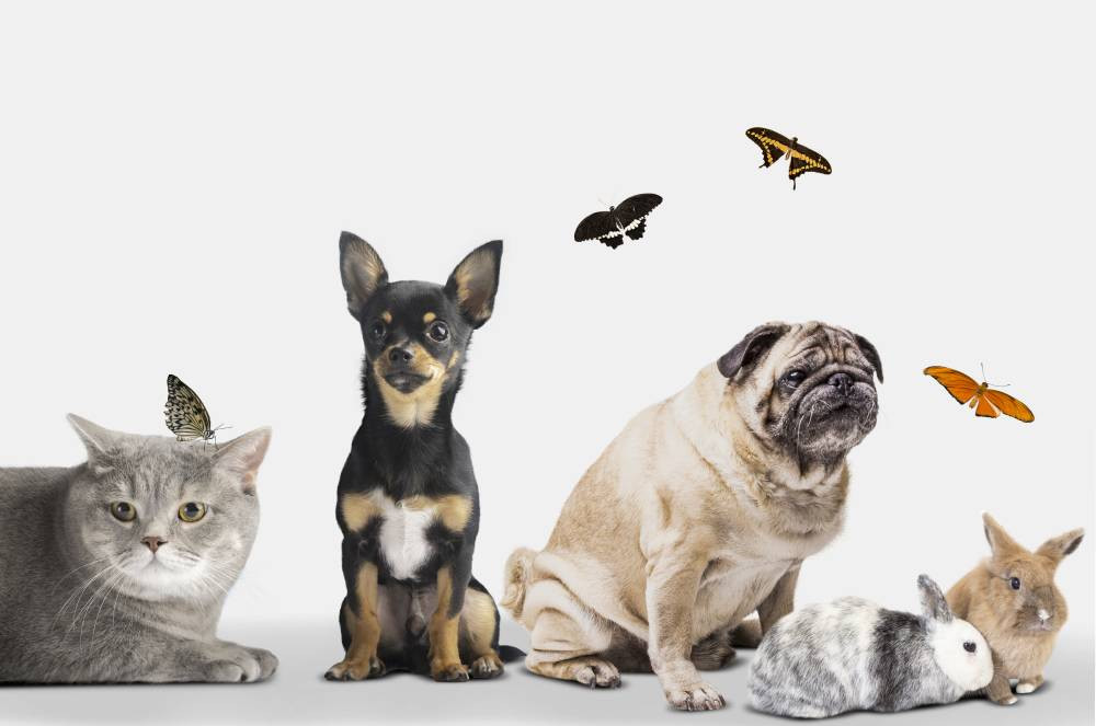 Animais de estimação: como saber qual pet é o ideal?